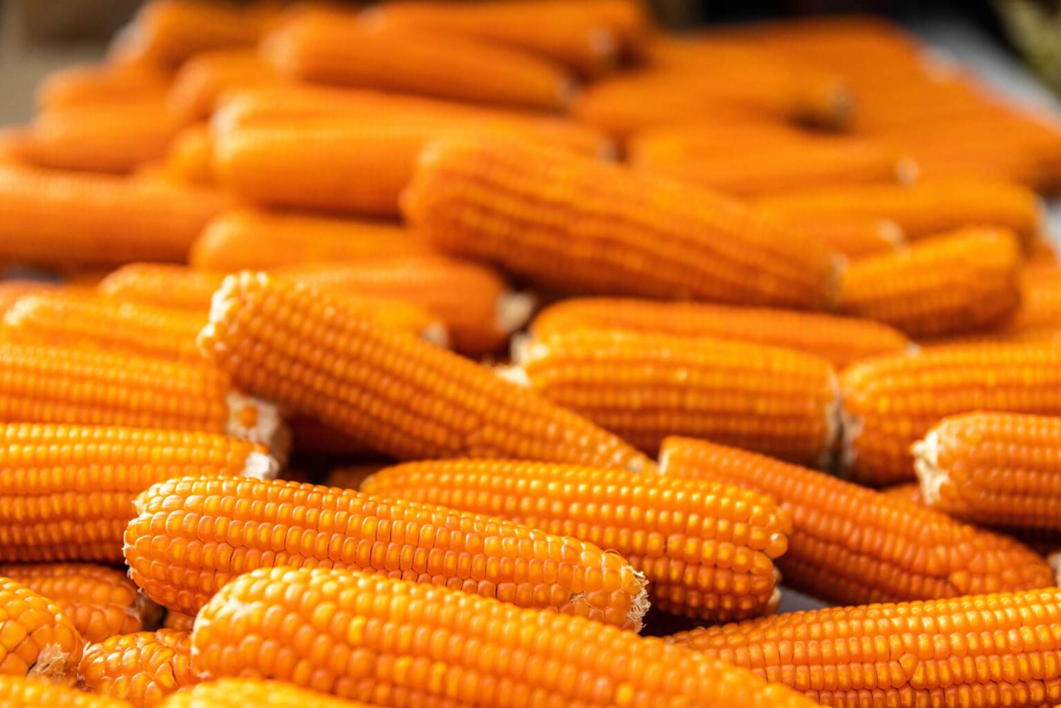 Blog - Professor Torbert's Orange Corn