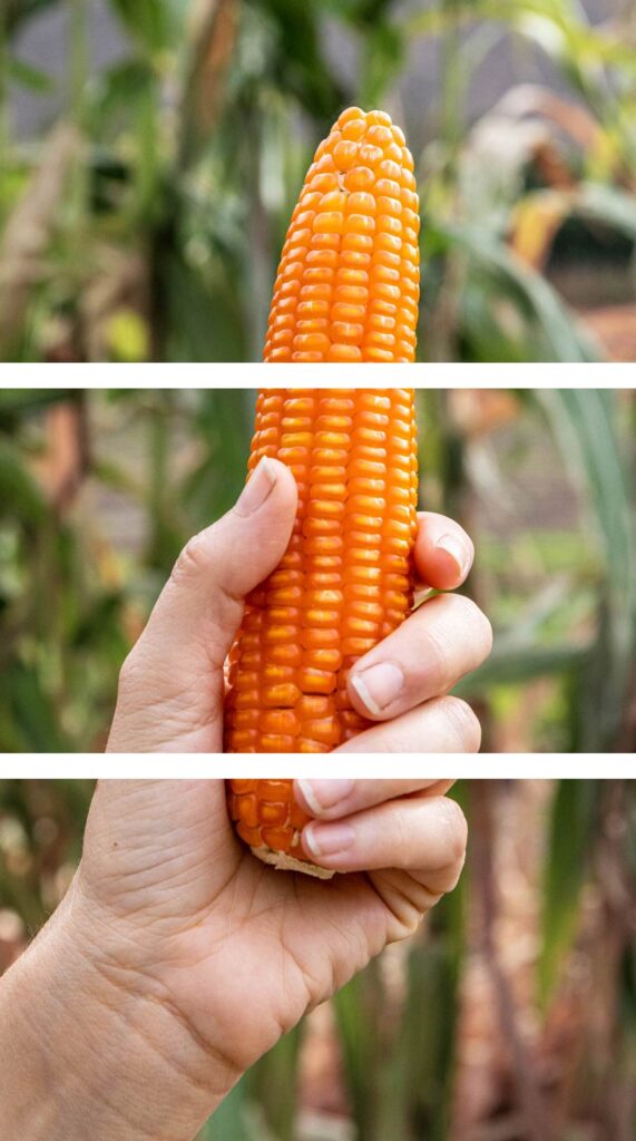 Orange Corn - Corn High in Provitamin A Carotenoids