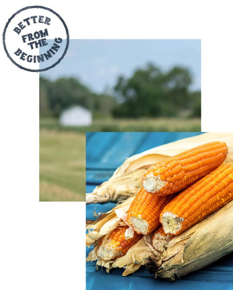 Orange Corn - Professor Torbert's Orange Corn