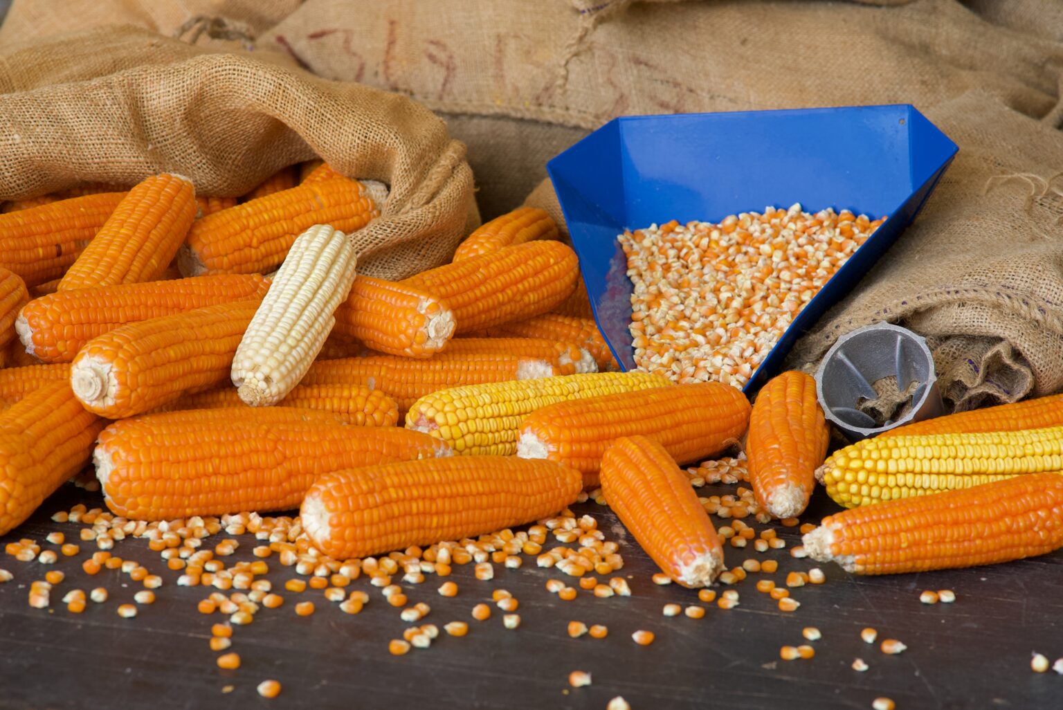 The Culture of Cornbread - Professor Torbert's Orange Corn